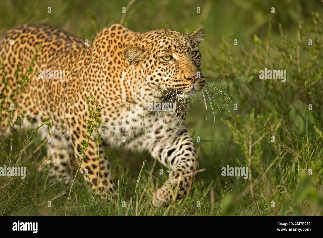 African leopard stalking through green grass in Masai Mara, Kenya Stock ...
