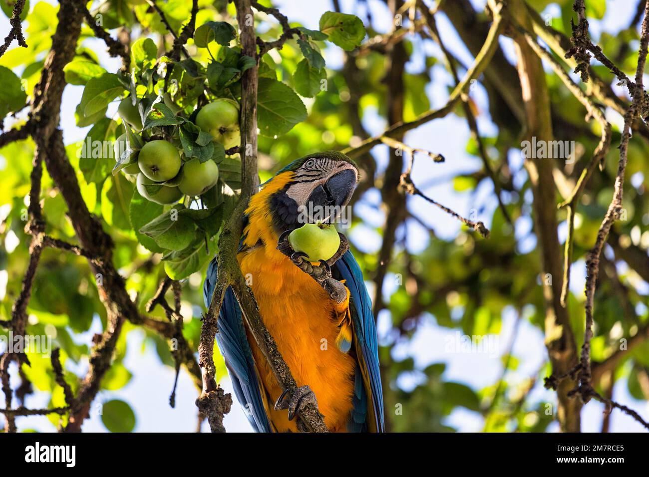 Blue and yellow macaw (Ara ararauna), captive, sitting in an apple tree ...