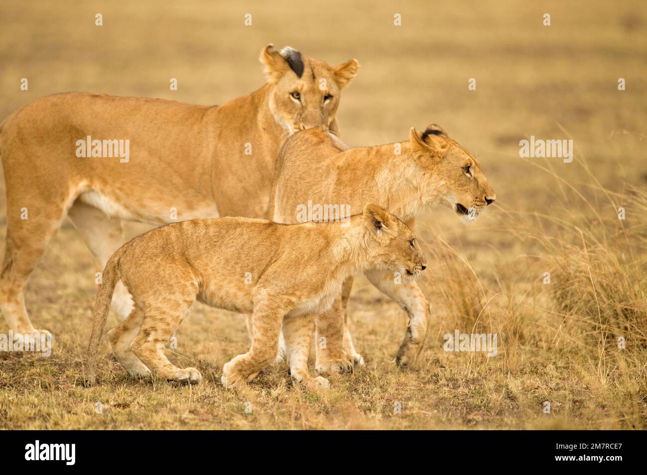 African lioness hi-res stock photography and images - Alamy