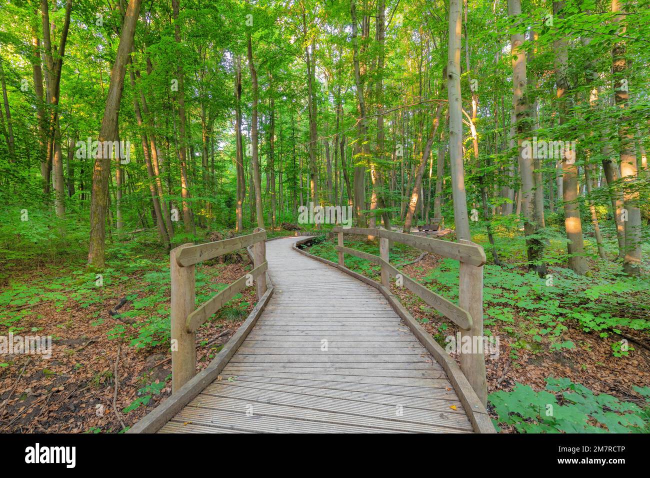 Beech forest in Hainich National Park, UNESCO World Heritage Site, Bad ...