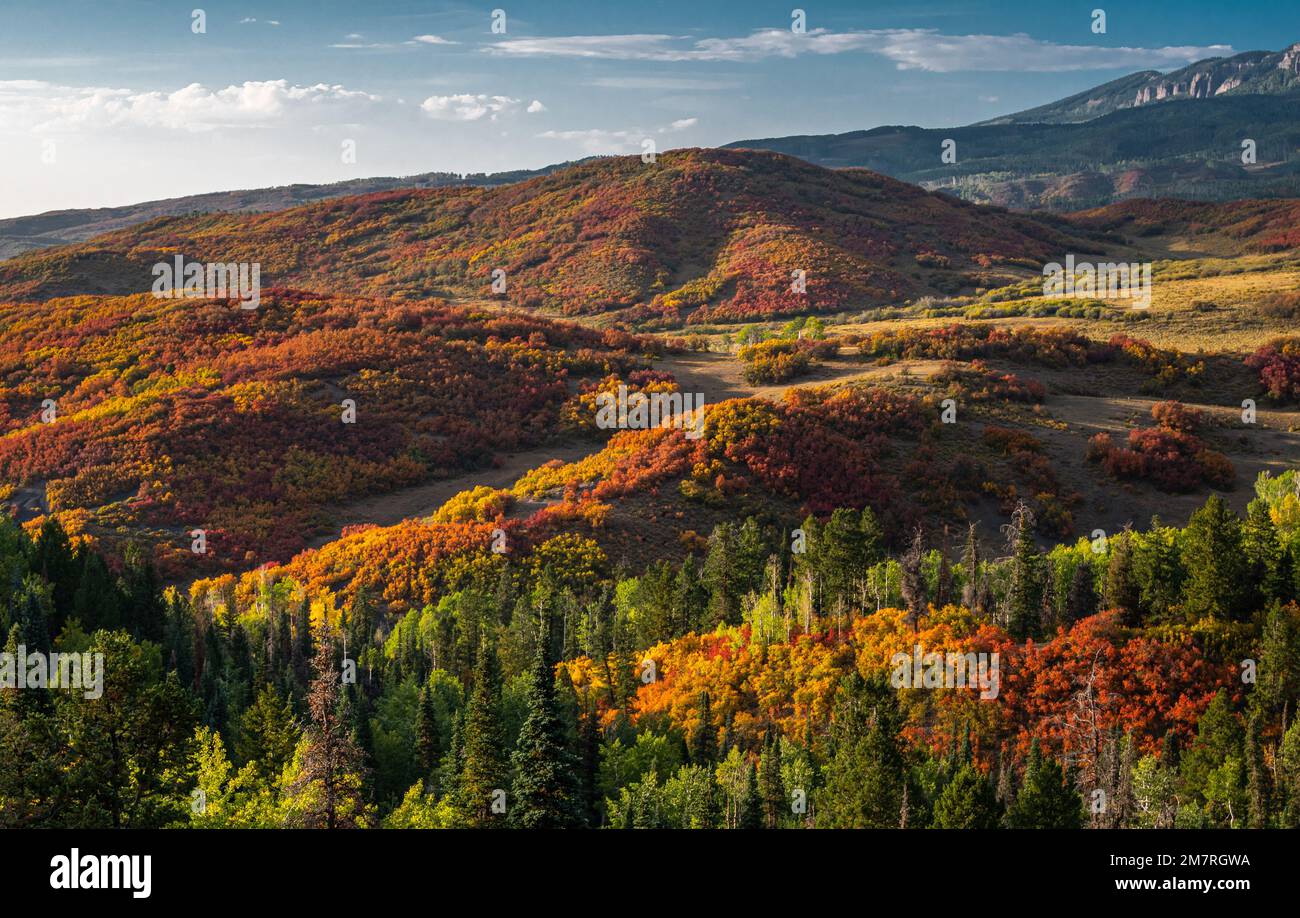 The beautiful fall colors of western Colorado, near Ridgway on a late ...
