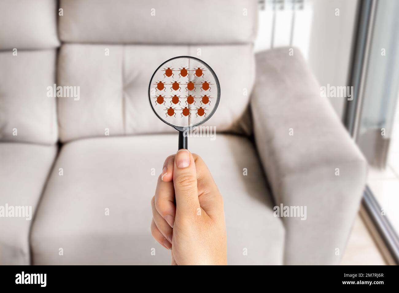 Hand woman with magnifying glass detecting bugs in couch at home Stock ...