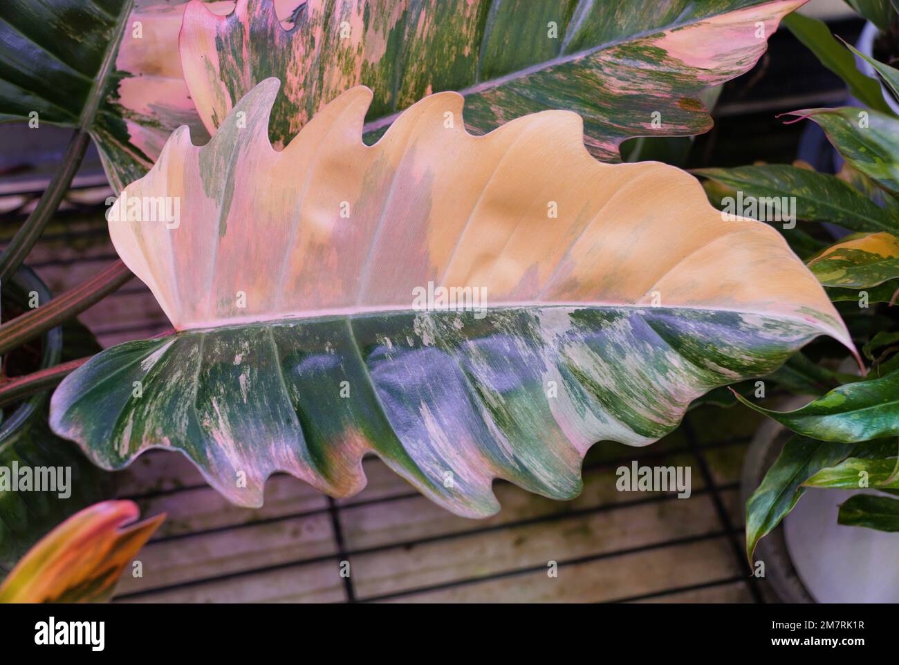 Stunning variegated half-moon leaf of Philodendron Caramel Marble, a ...