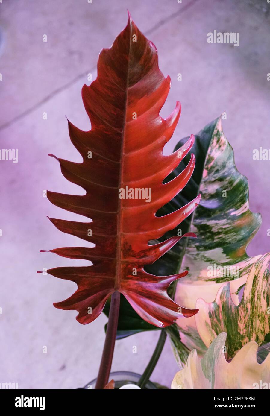 Stunning deep red color and variegated leaf of Philodendron Caramel ...