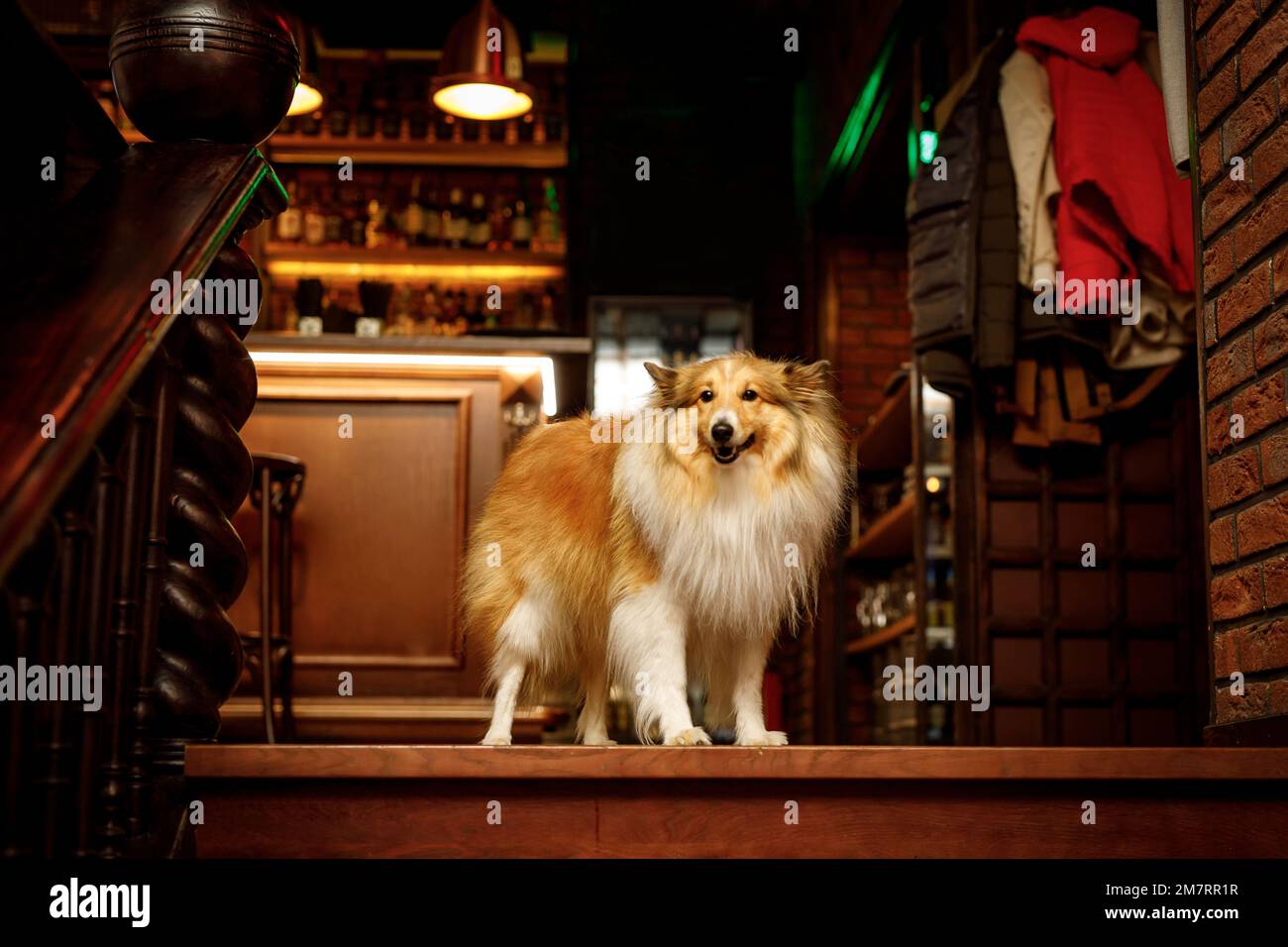 Happy shetland sheepdog in dog-friendly bar Stock Photo - Alamy