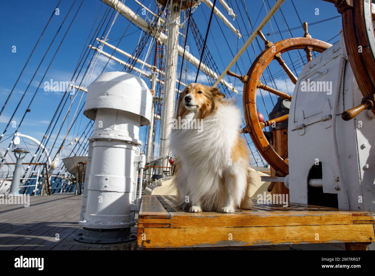 Shetland ship dog hi-res stock photography and images - Alamy