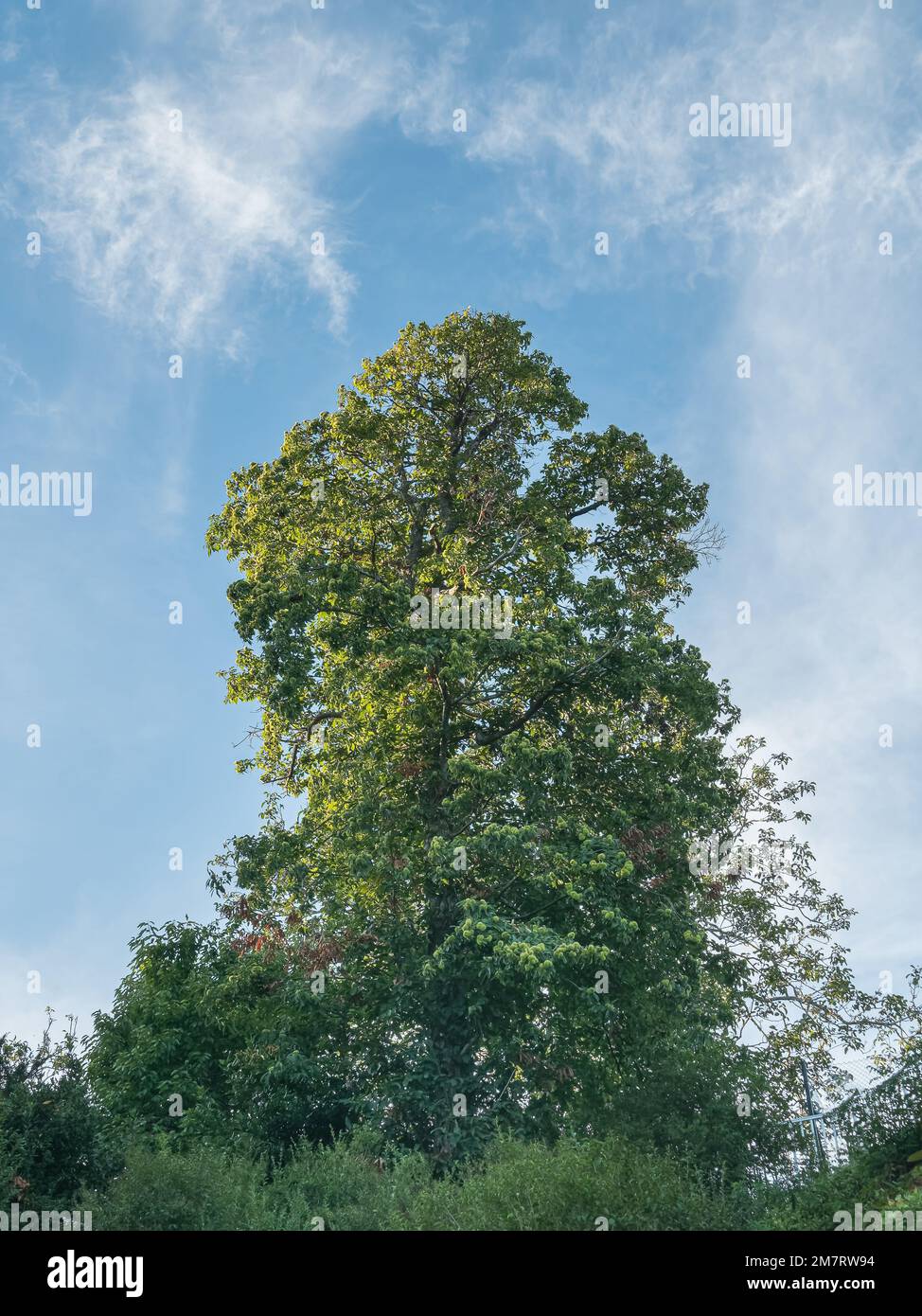 castanea sativa tree in a meadow with blue sky and white clouds Stock ...