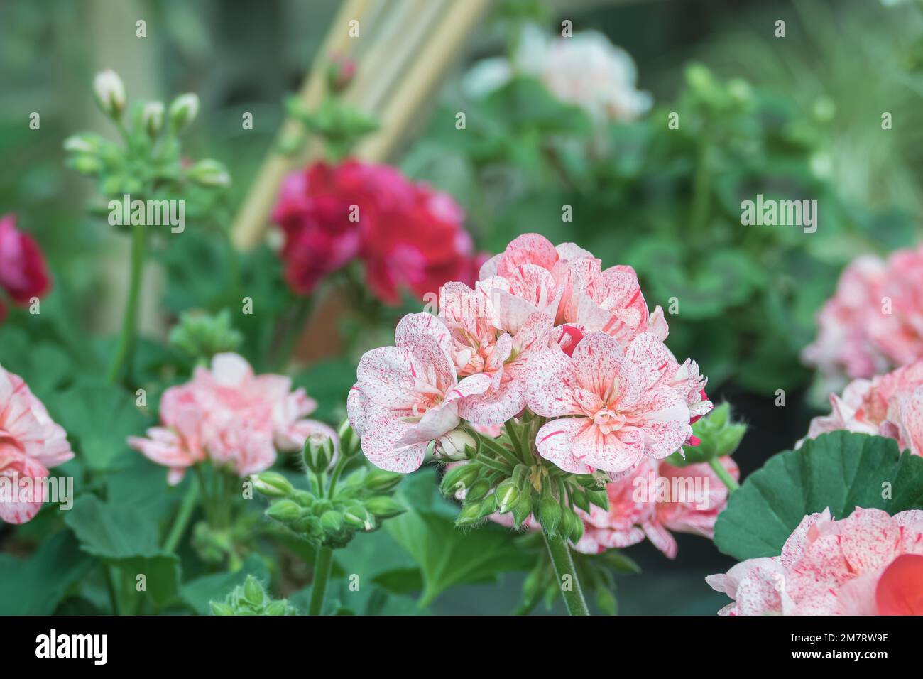 geranium plant with flowers growing indoors in a greenhouse Stock Photo ...