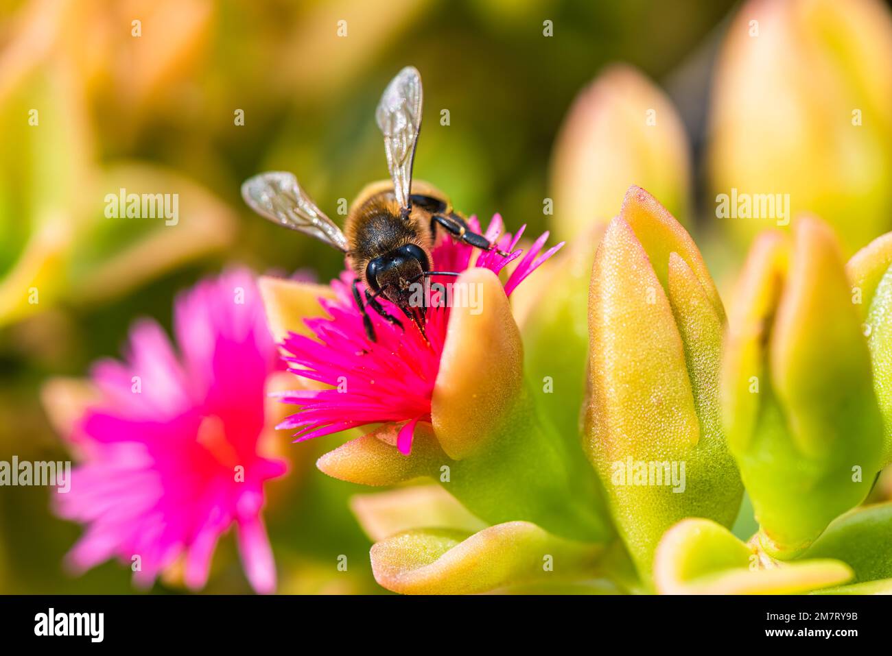 European Honey Bee or Western Honey Bee, Apis mellifera, Europe Stock ...