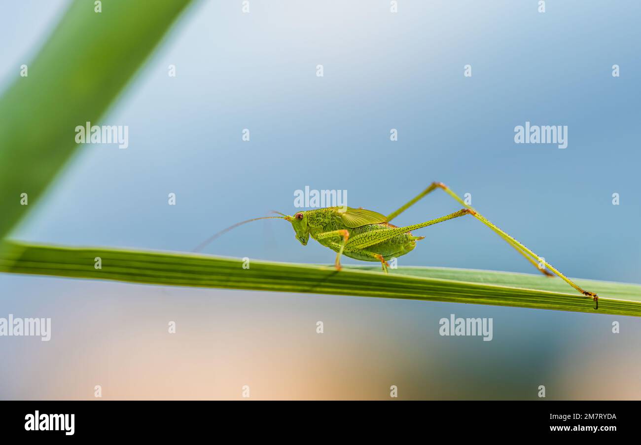 Southern Sickle Bush-cricket, Phaneroptera nana, Majorca, Spain Stock ...