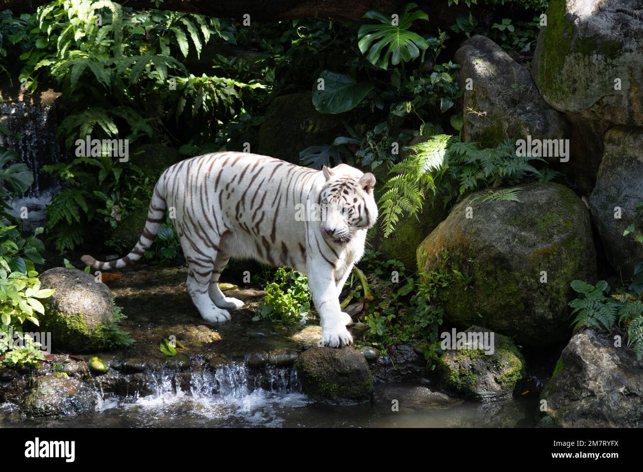 The Bengal tiger (Panthera tigris tigris) is a subspecies of tiger that ...