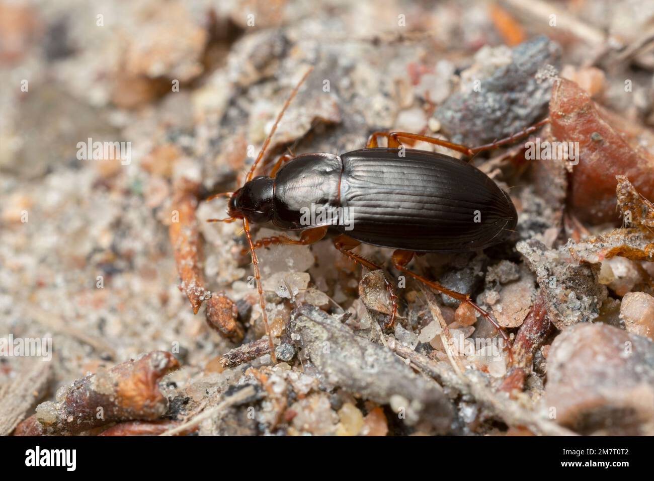 Calathus hi-res stock photography and images - Alamy