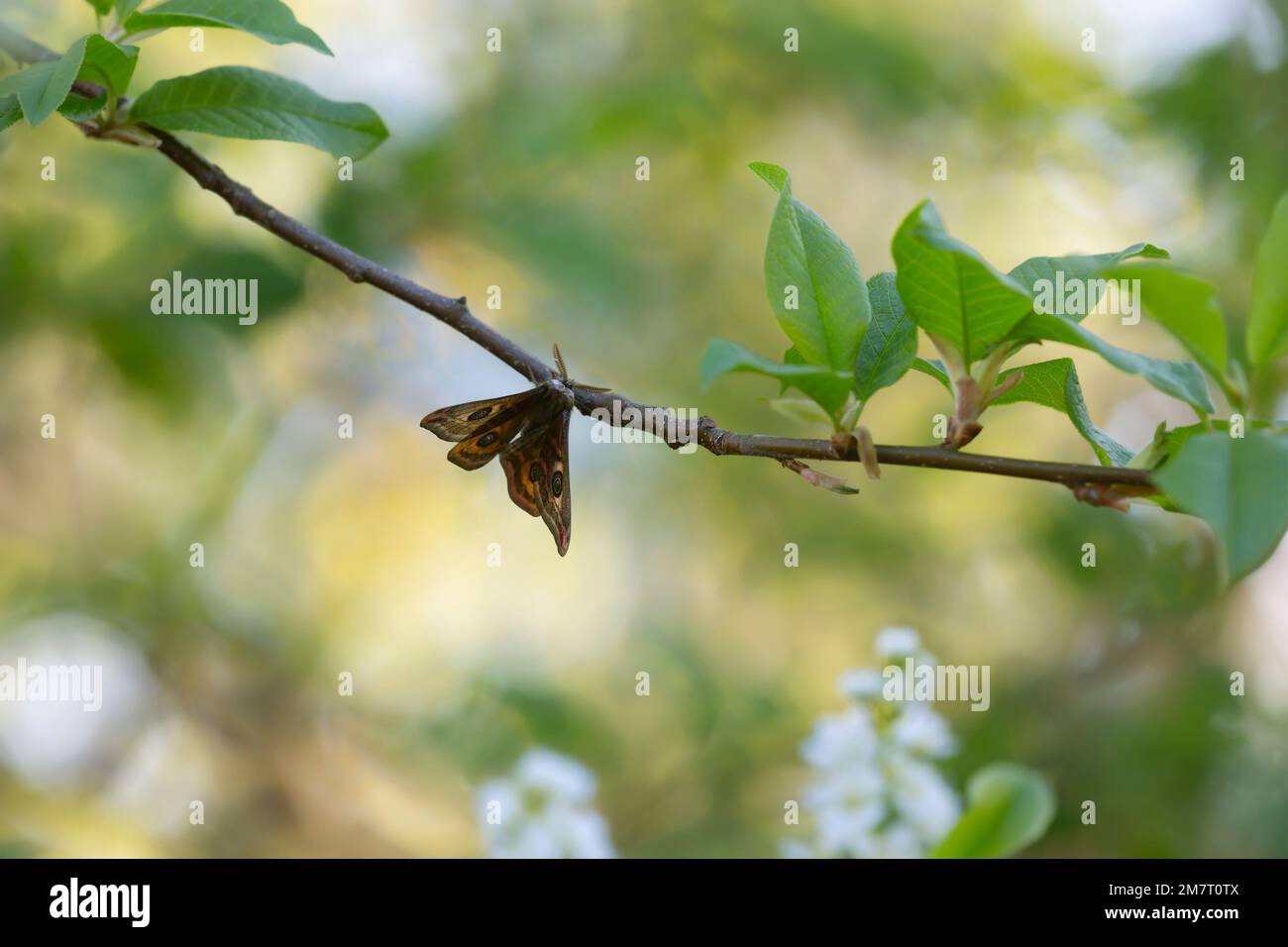 Male small emperor moth, Saturnia pavonia on bird cherry twig ...