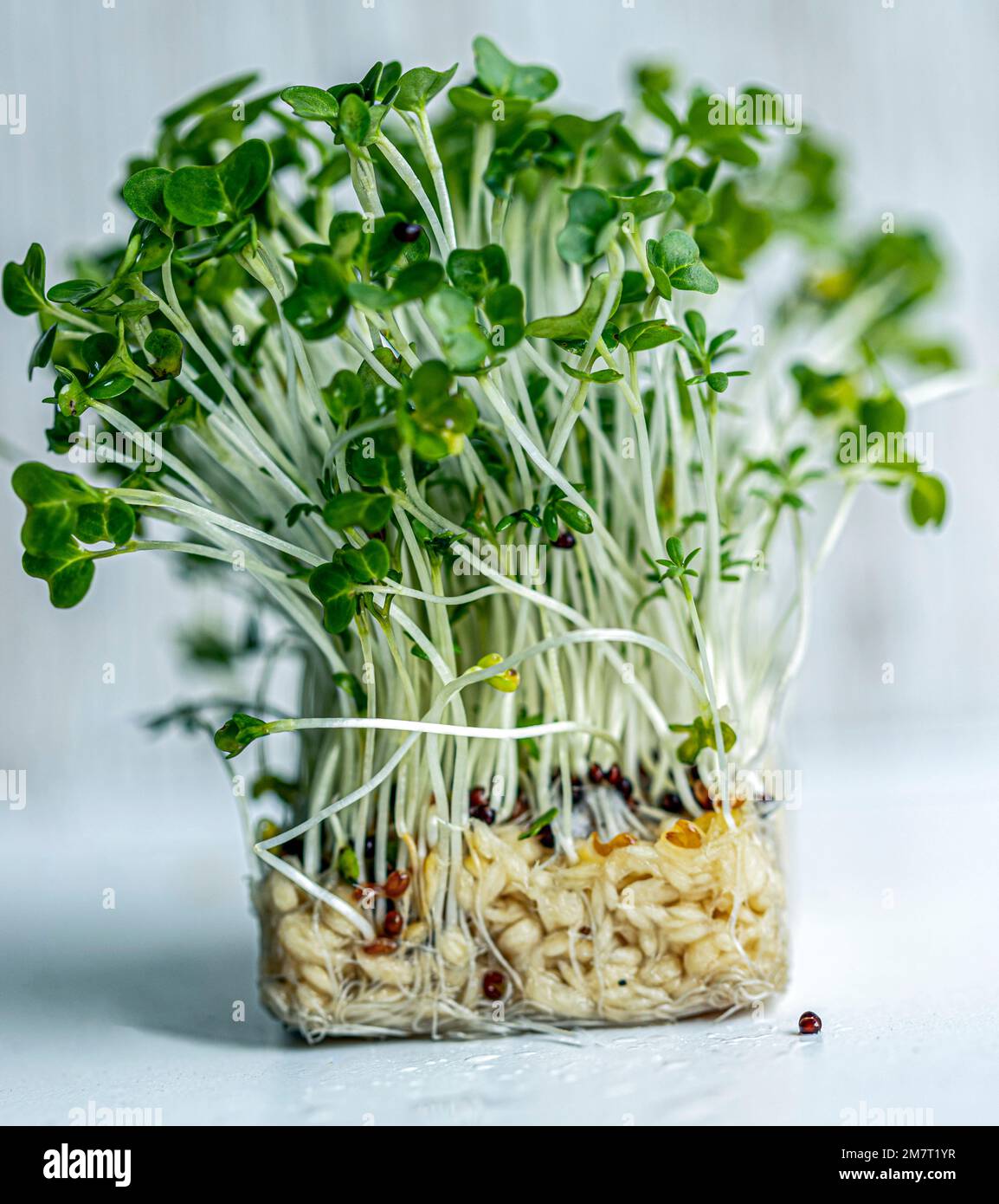 Mustard cress and growing medium Stock Photo - Alamy