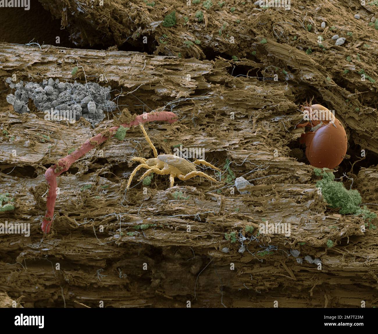 Soil microfauna, SEM Stock Photo - Alamy