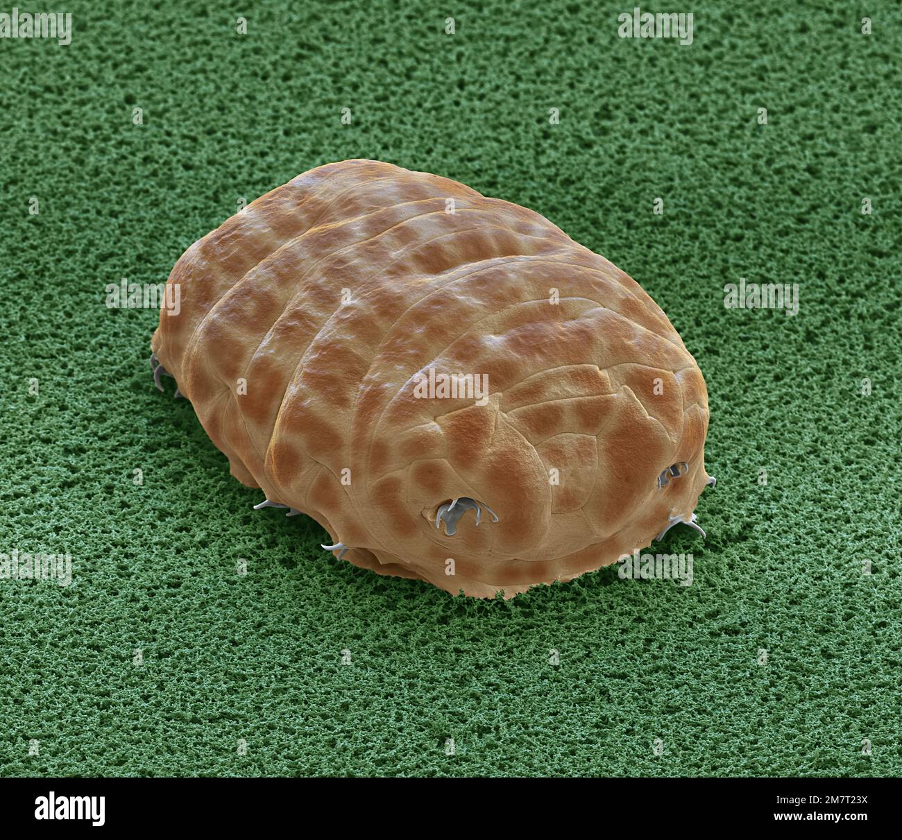 Tardigrade tun, SEM Stock Photo - Alamy