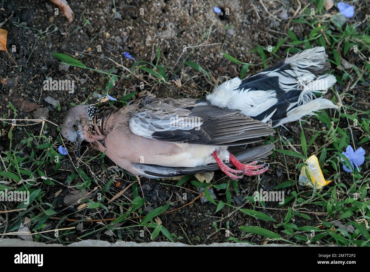 The remains of the dead pigeon on the grass. Dead body of pigeon laying ...