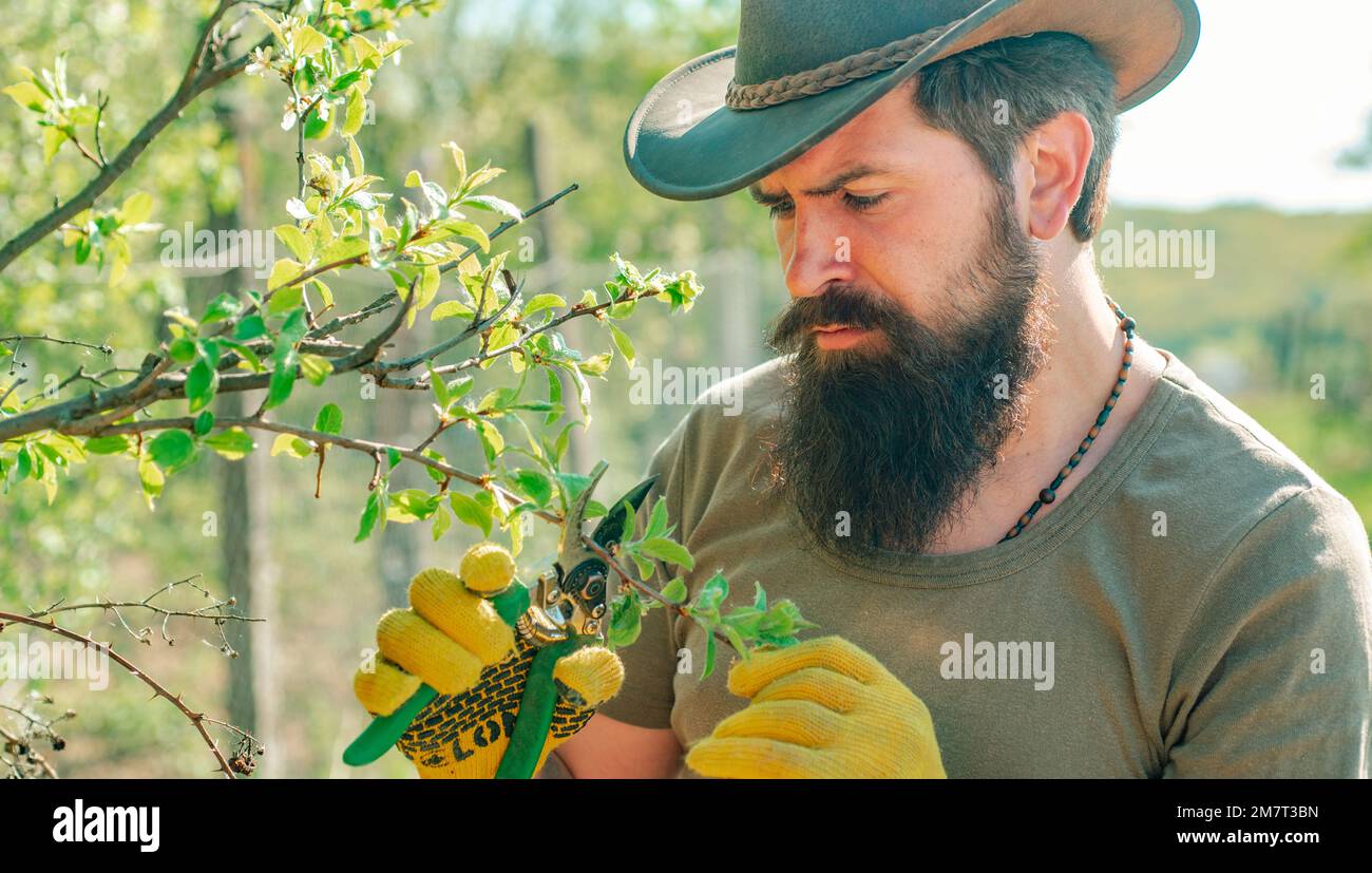 Farmer man on sprin banner. Farmer examining grafting branch in orchard ...