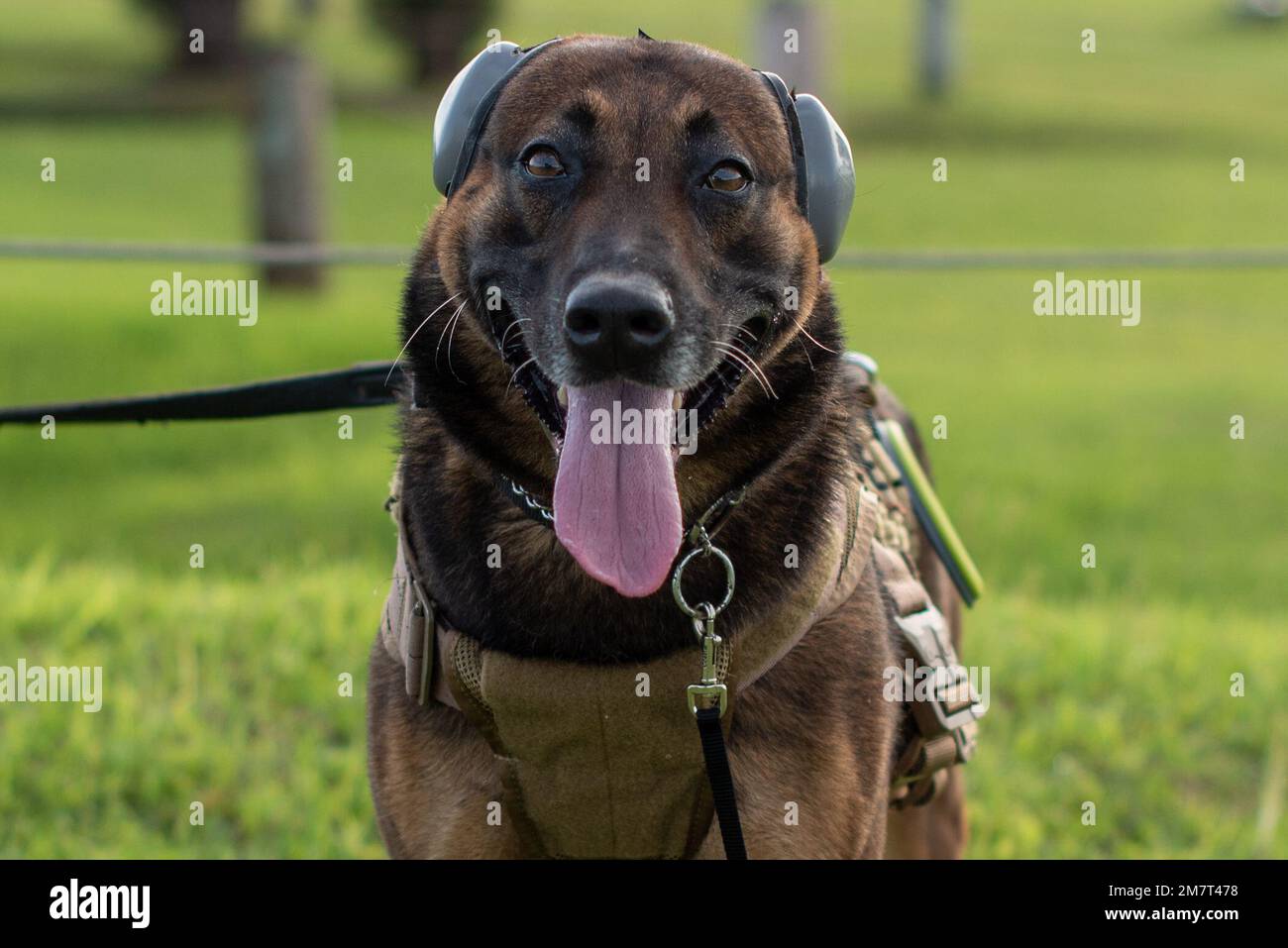Bino, 18th Security Forces Squadron military working dog, wears ear ...