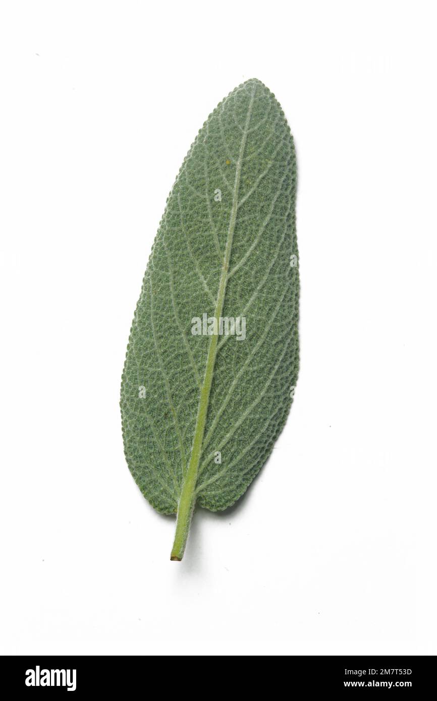 Freshly harvested common sage leaf isolated on white background Stock ...