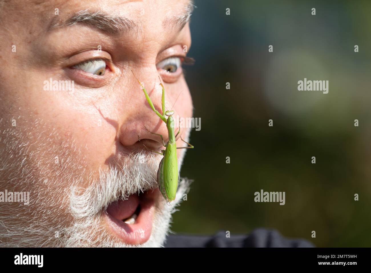 Mantis on face. Comic and humor sense. Surprised old men with beard and ...