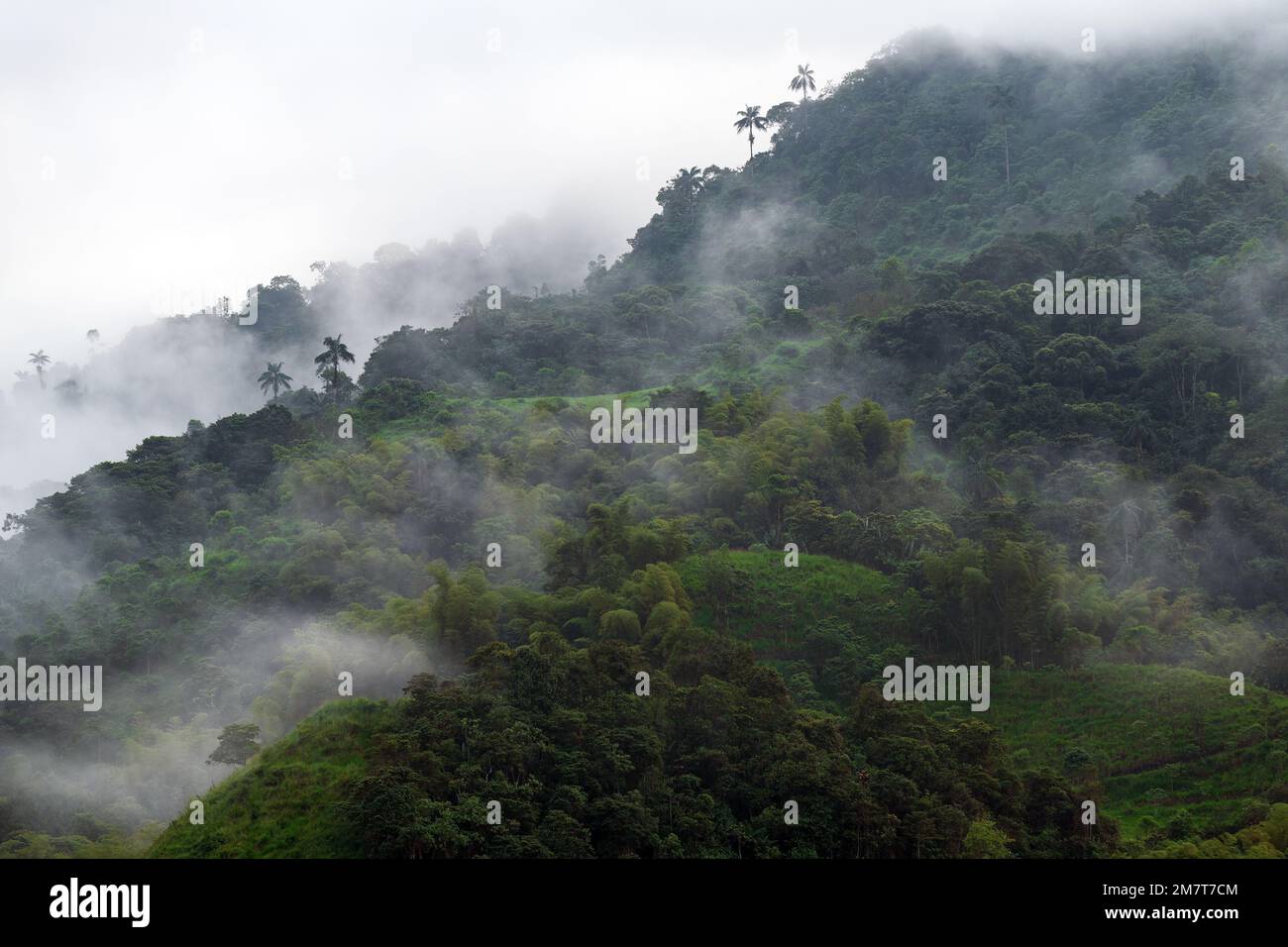 Tropical trees in mist and fog, Mindo cloud forest, Ecuador Stock Photo ...