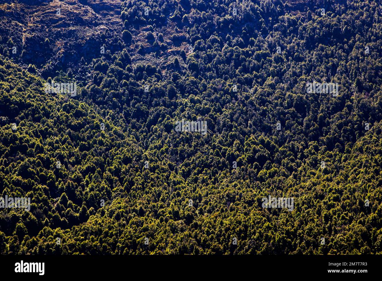 Forest, Queenstown, New Zealand, Tuesday, December 27, 2022 Stock Photo ...
