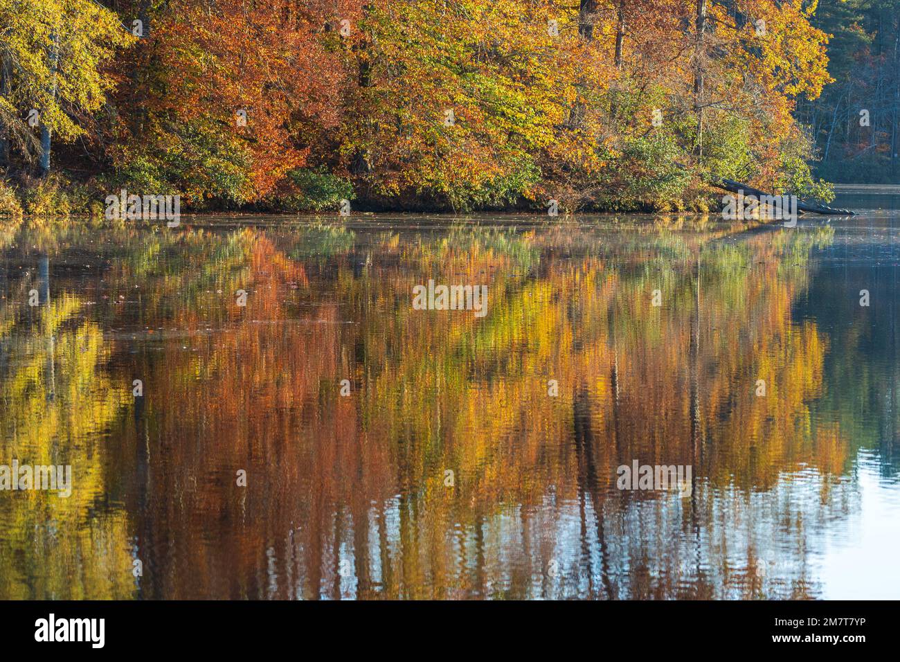 Beautiful fall colors on hardwood trees reflect onto a peaceful north ...