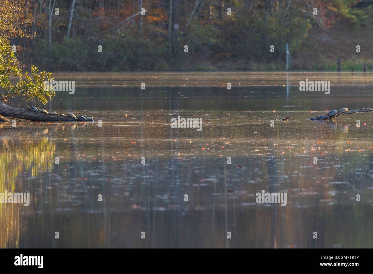 Turtles sit on both ends of a submerged log in a lake and bask at dusk ...