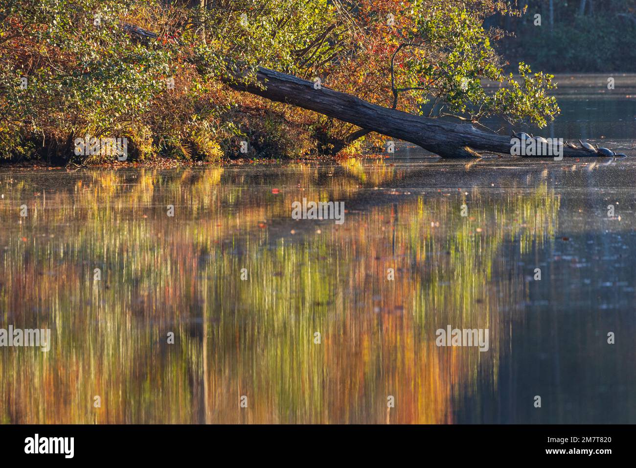 Turtles bask on a fallen log sitting in lake surrounded by beautiful ...