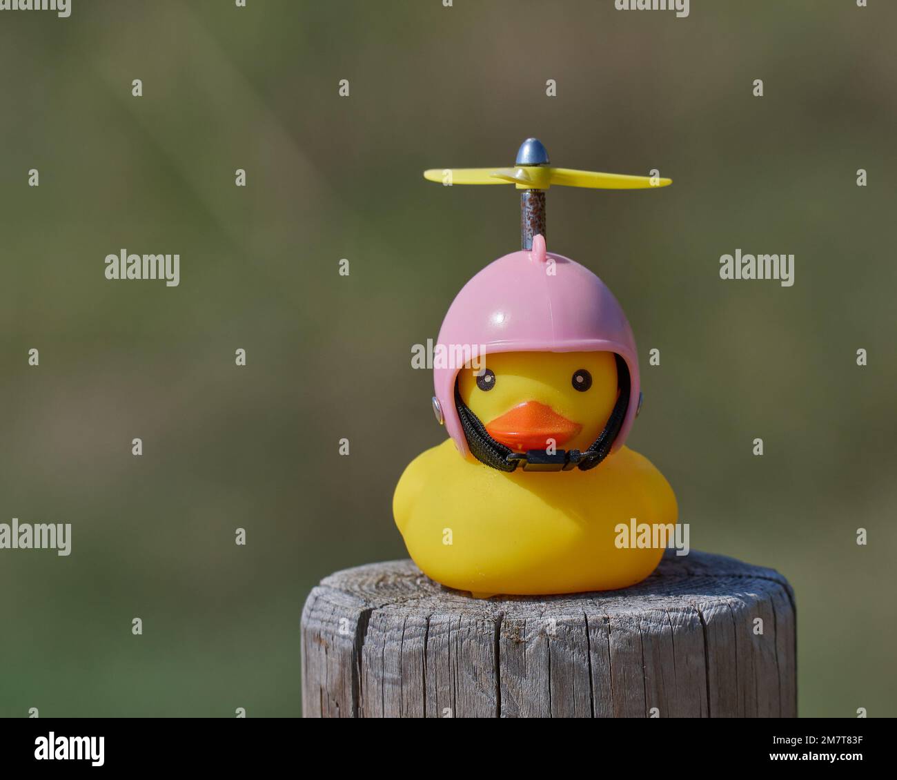 Rubber duck with helmet hi-res stock photography and images - Alamy