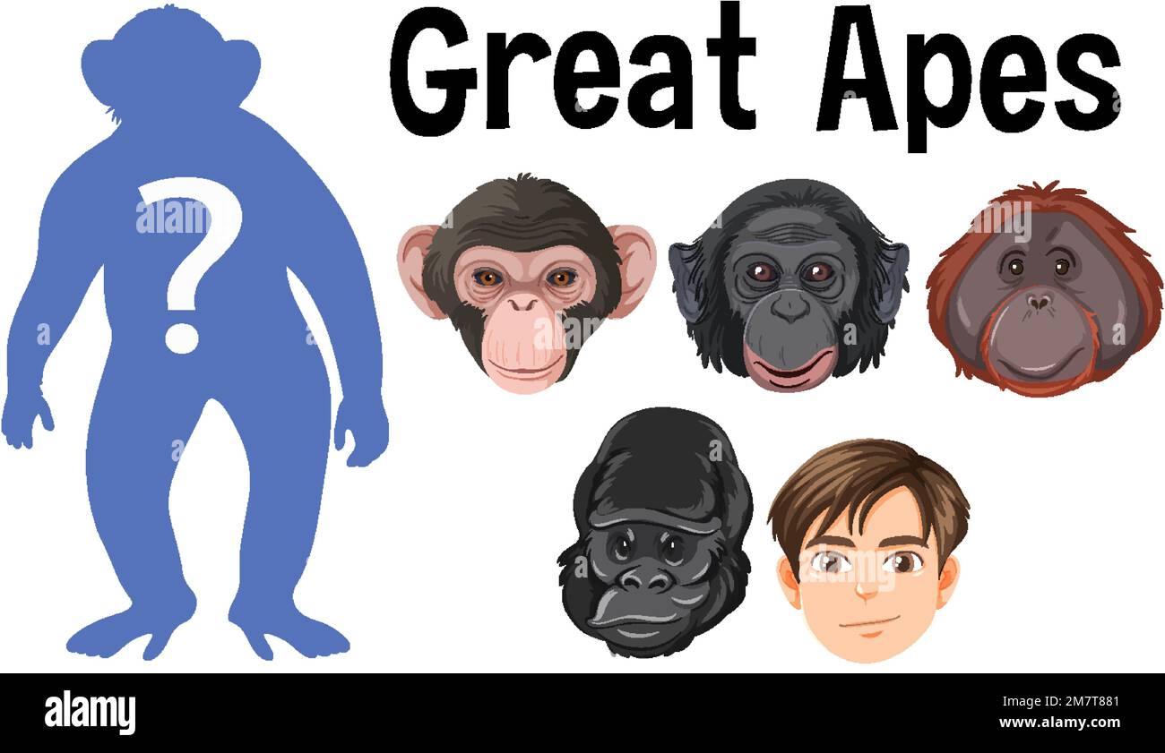 Five different types of great apes illustration Stock Vector Image ...