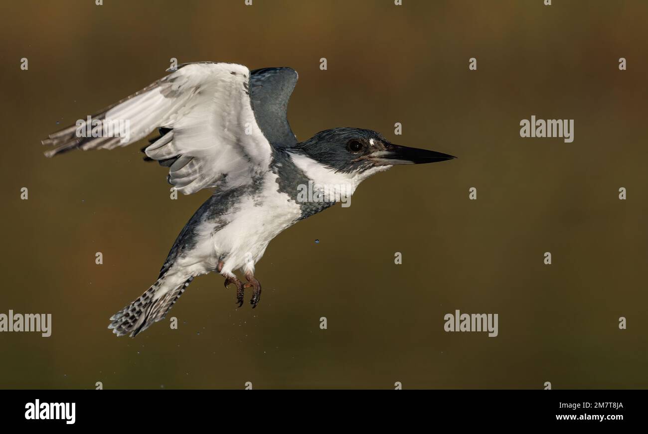 Belted Kingfisher Fishing in a Pond Stock Photo - Alamy