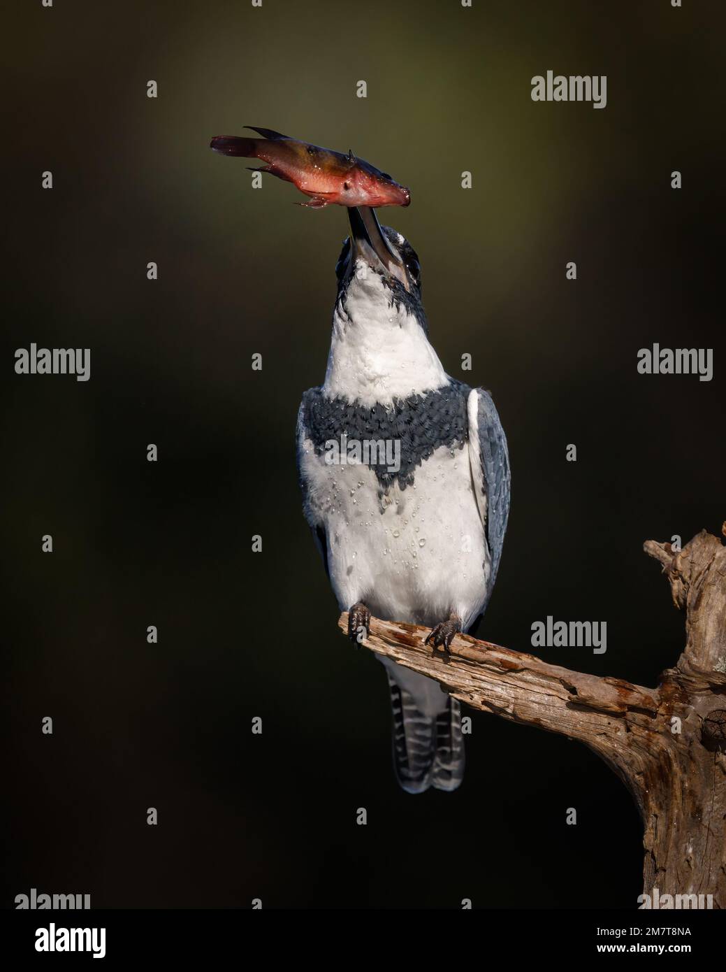 Belted Kingfisher Fishing in a Pond Stock Photo - Alamy