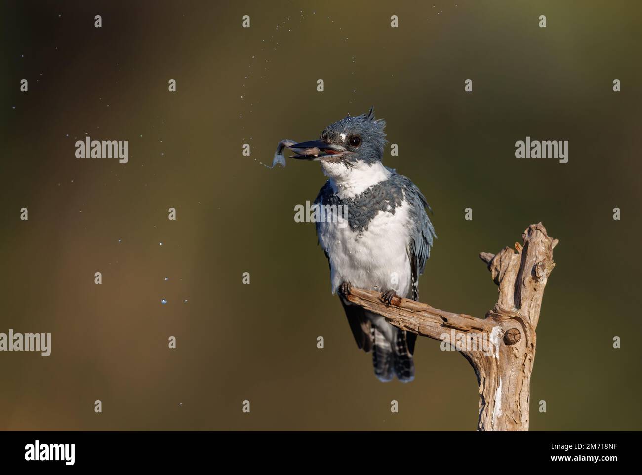 Belted Kingfisher Fishing in a Pond Stock Photo - Alamy