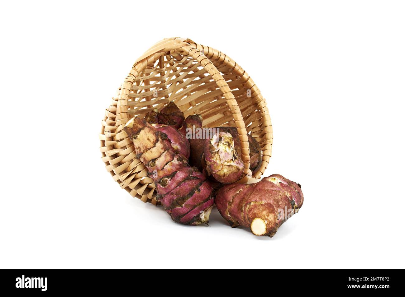 Jerusalem artichoke (Helianthus tuberosus), also called sunroot ...