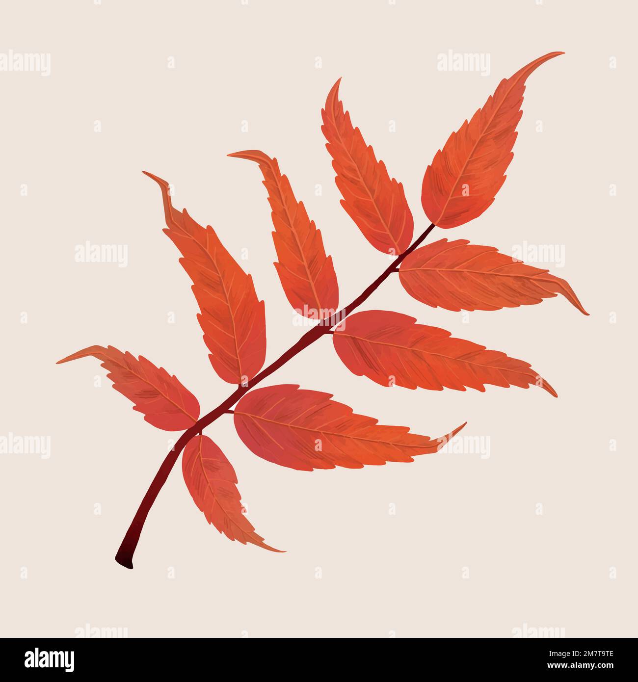 Sumac leaves Stock Vector Images - Alamy