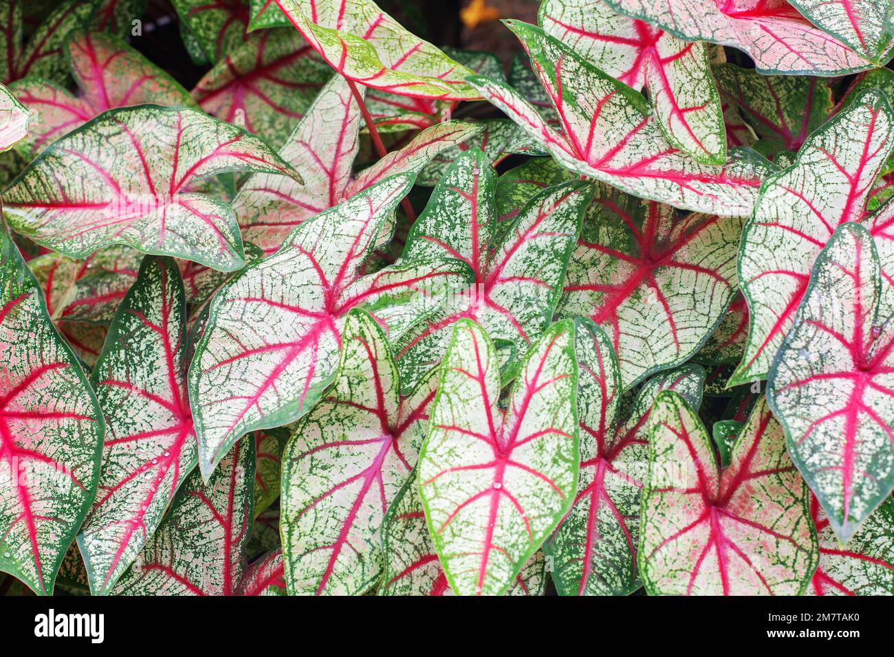 Caladium bicolor leaves background, Caladium White Queen green red leaf ...