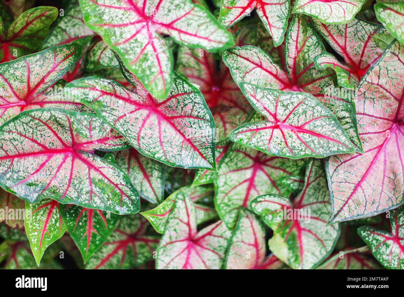 Caladium bicolor leaves background, Caladium White Queen green red leaf ...