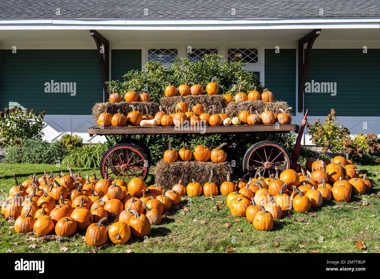 fall pumpkin display at the Seashore Trolley Museum Stock Photo - Alamy