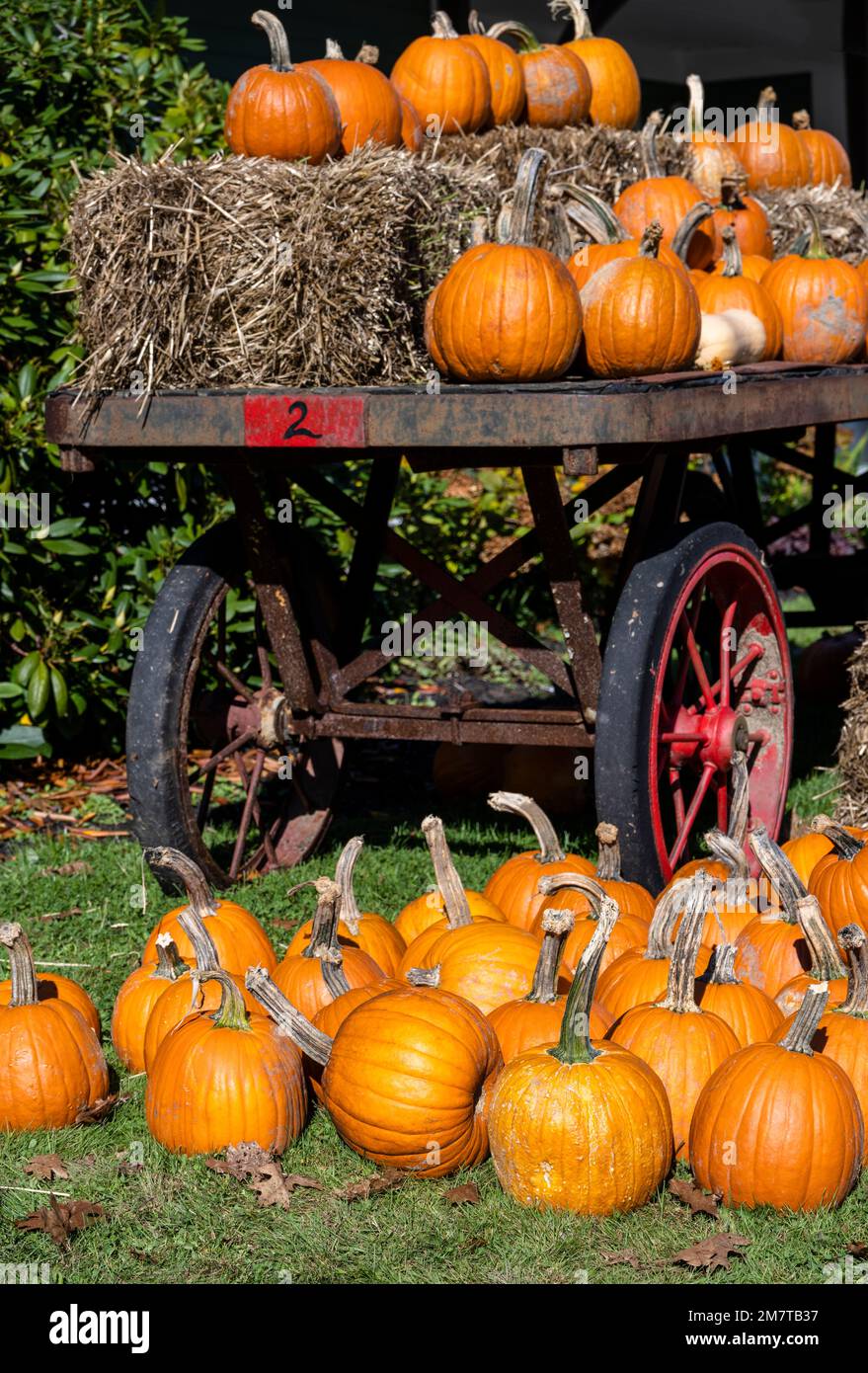 fall pumpkin display Stock Photo - Alamy