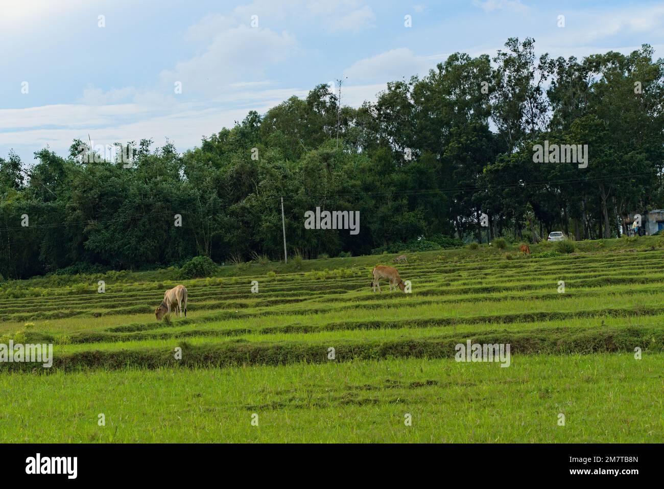 step farming land covered with green grass Stock Photo - Alamy