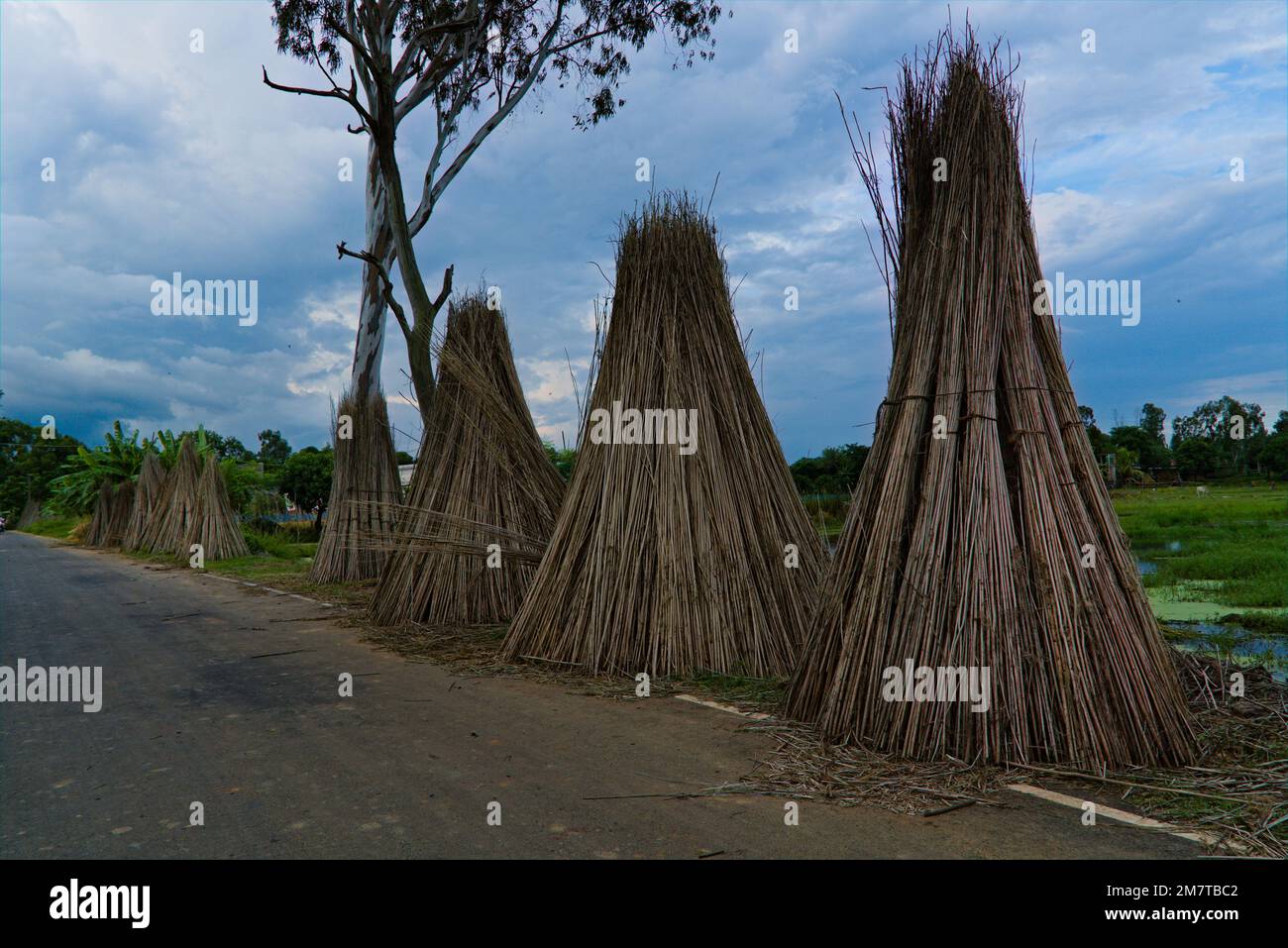 dried up jute sticks piled together beside the rural indian road Stock ...