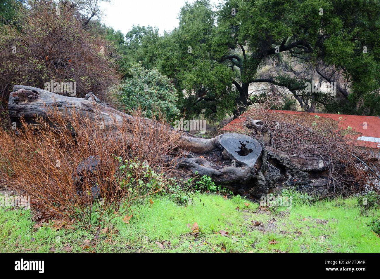 Santa Barbara California U S A 1st Jan 2023 A Tree Falls Near The santa-barbara-california-u-s-a-1st-jan-2023-a-tree-falls-near-the