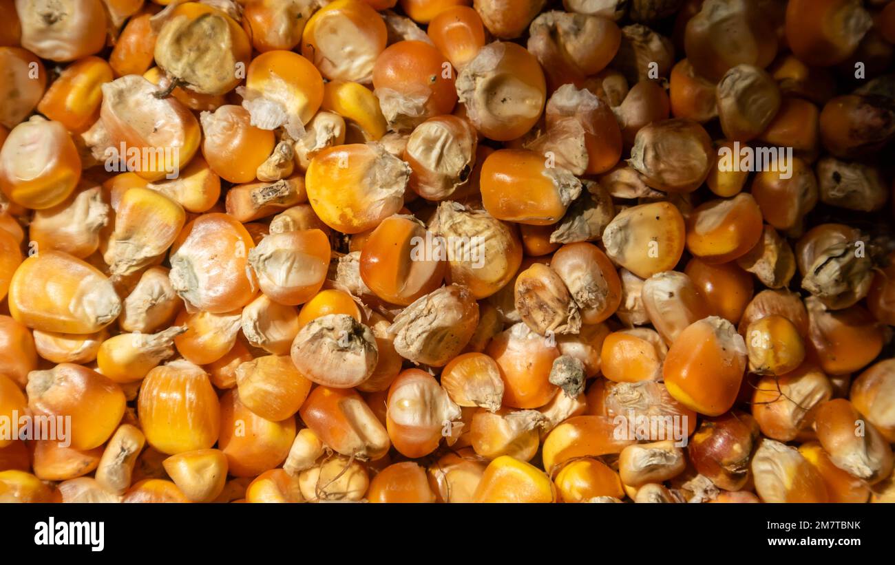 pile of corn kernels as background Stock Photo - Alamy