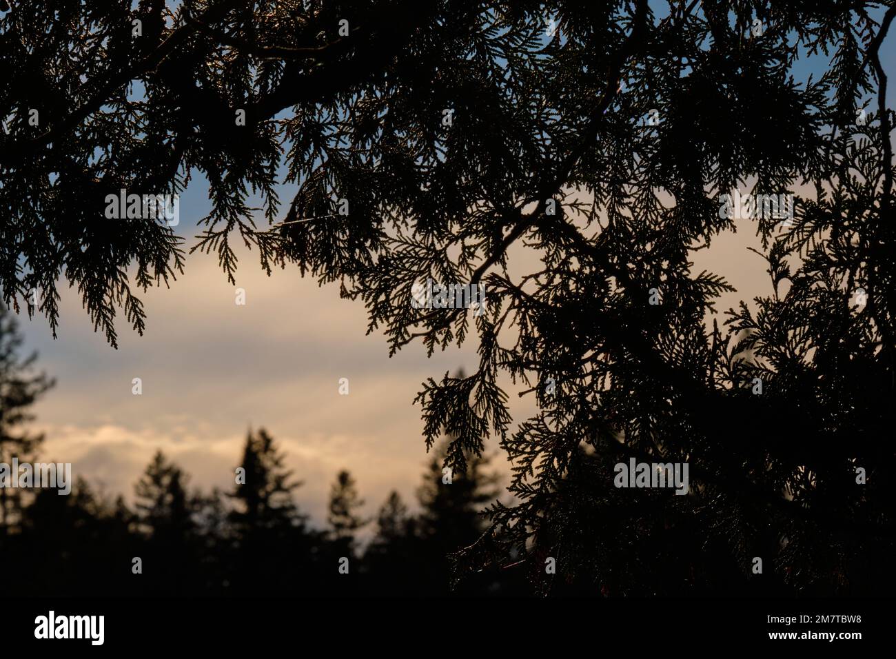 Silhouetted cedar leaves and pine trees surround and frame a patch of ...
