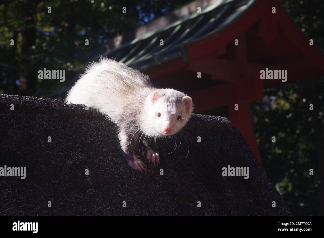 Ferret face hi-res stock photography and images - Alamy