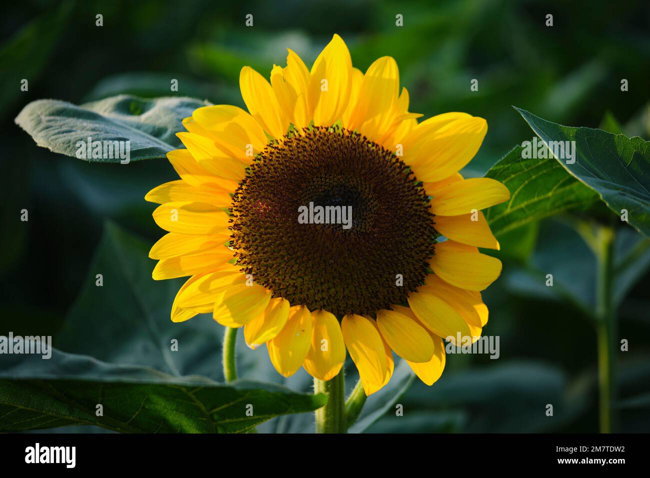 Portrait view of sunflowers hi-res stock photography and images - Alamy