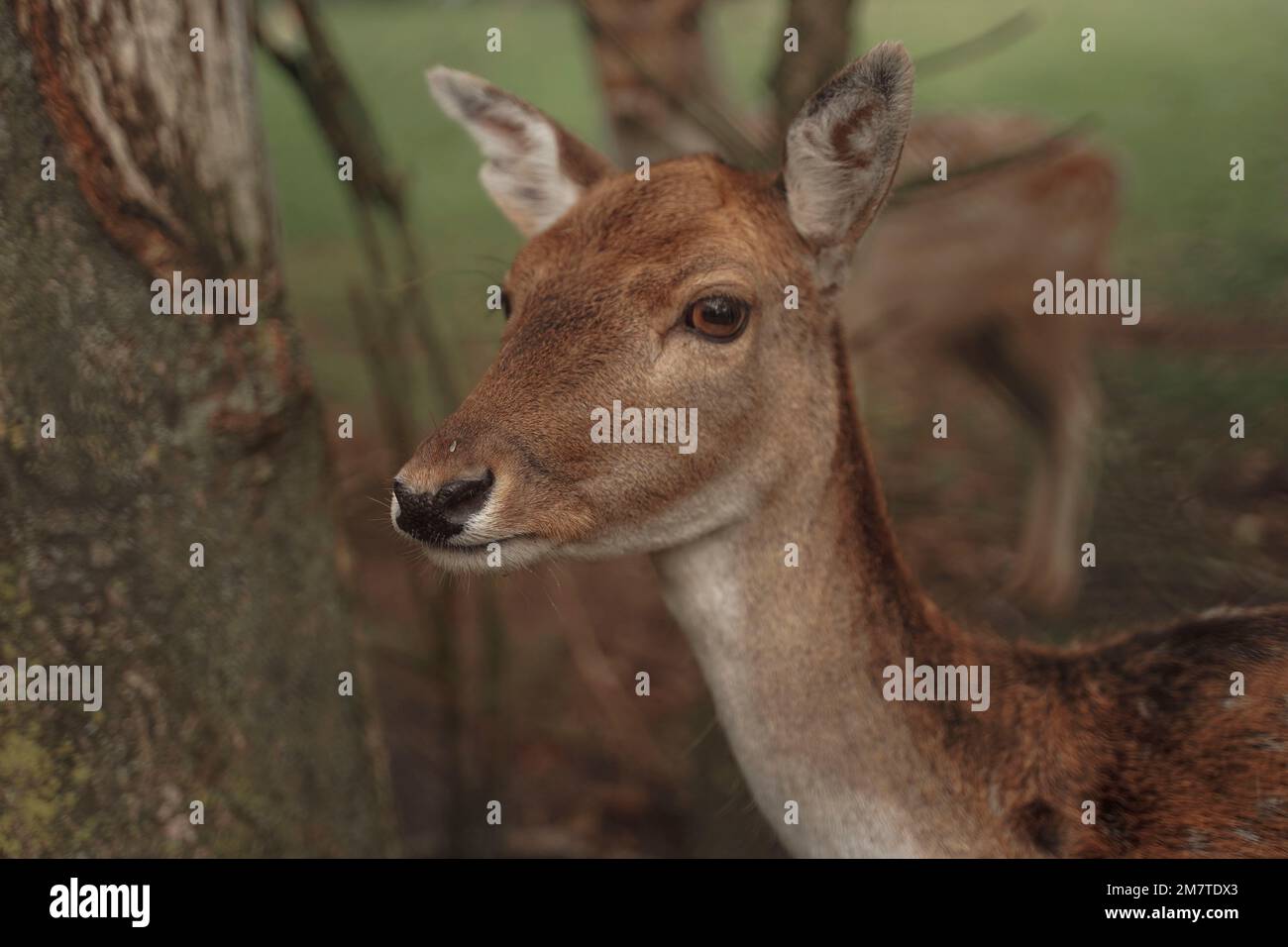 Defenseless hi-res stock photography and images - Alamy