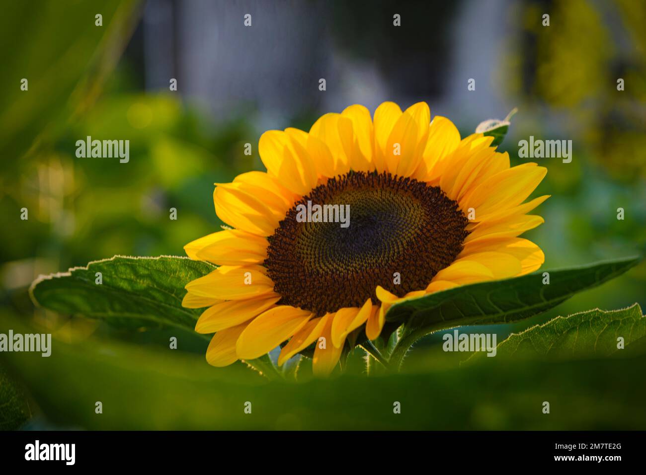 Portrait view of sunflowers hi-res stock photography and images - Alamy